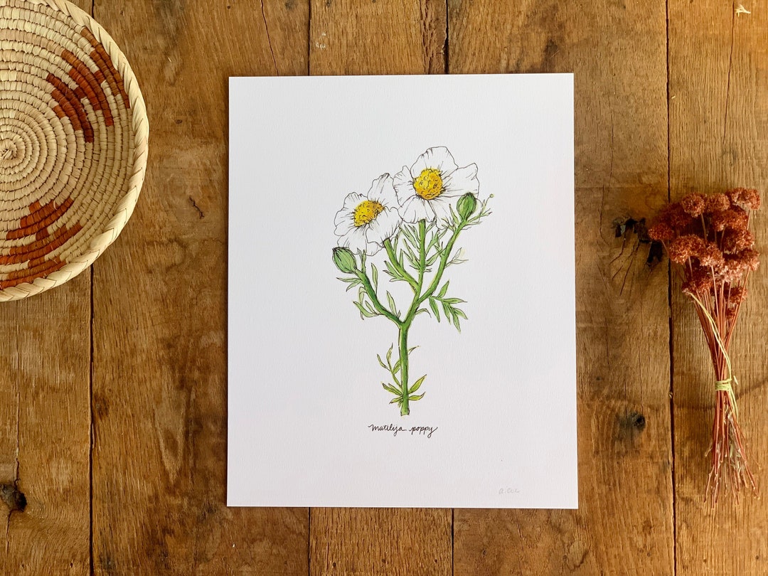 Matilija Poppy Ojai California Native Wildflower Watercolor - Etsy