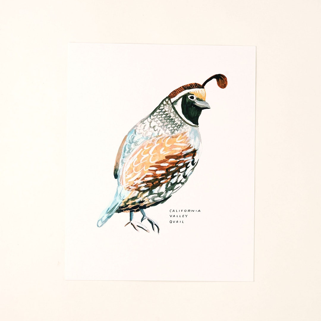 California Valley Quail State Bird Art Print Wall Decor Painting - Etsy