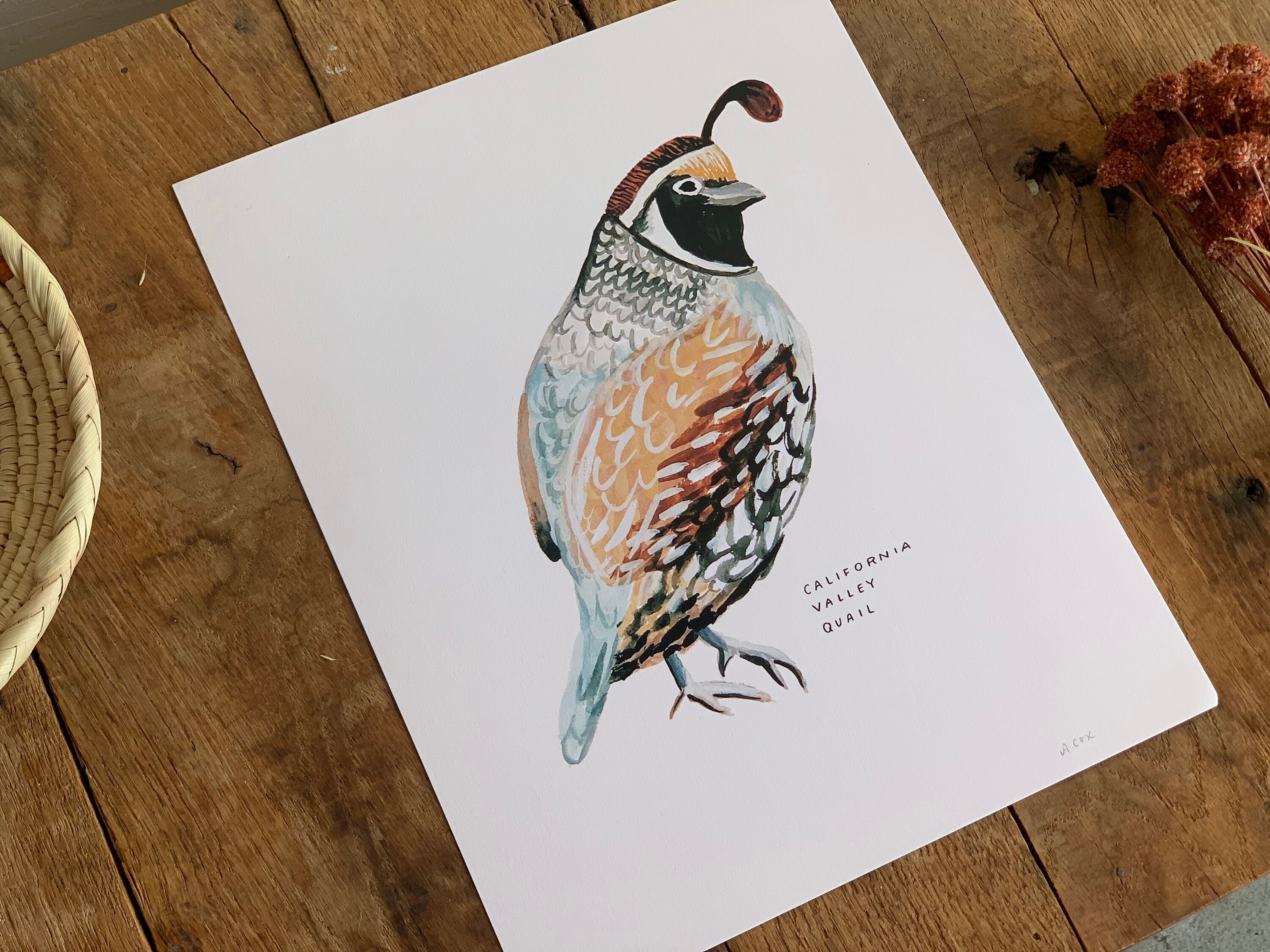 California Valley Quail State Bird Art Print Wall Decor | Etsy