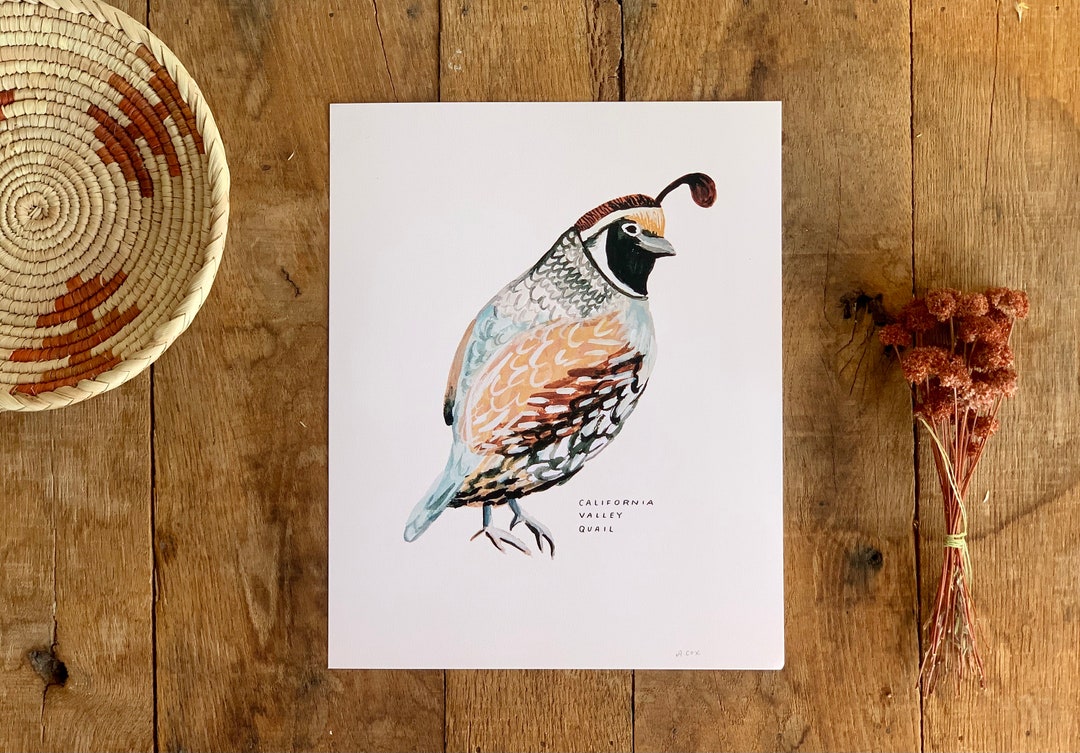 California Valley Quail State Bird Art Print Wall Decor - Etsy