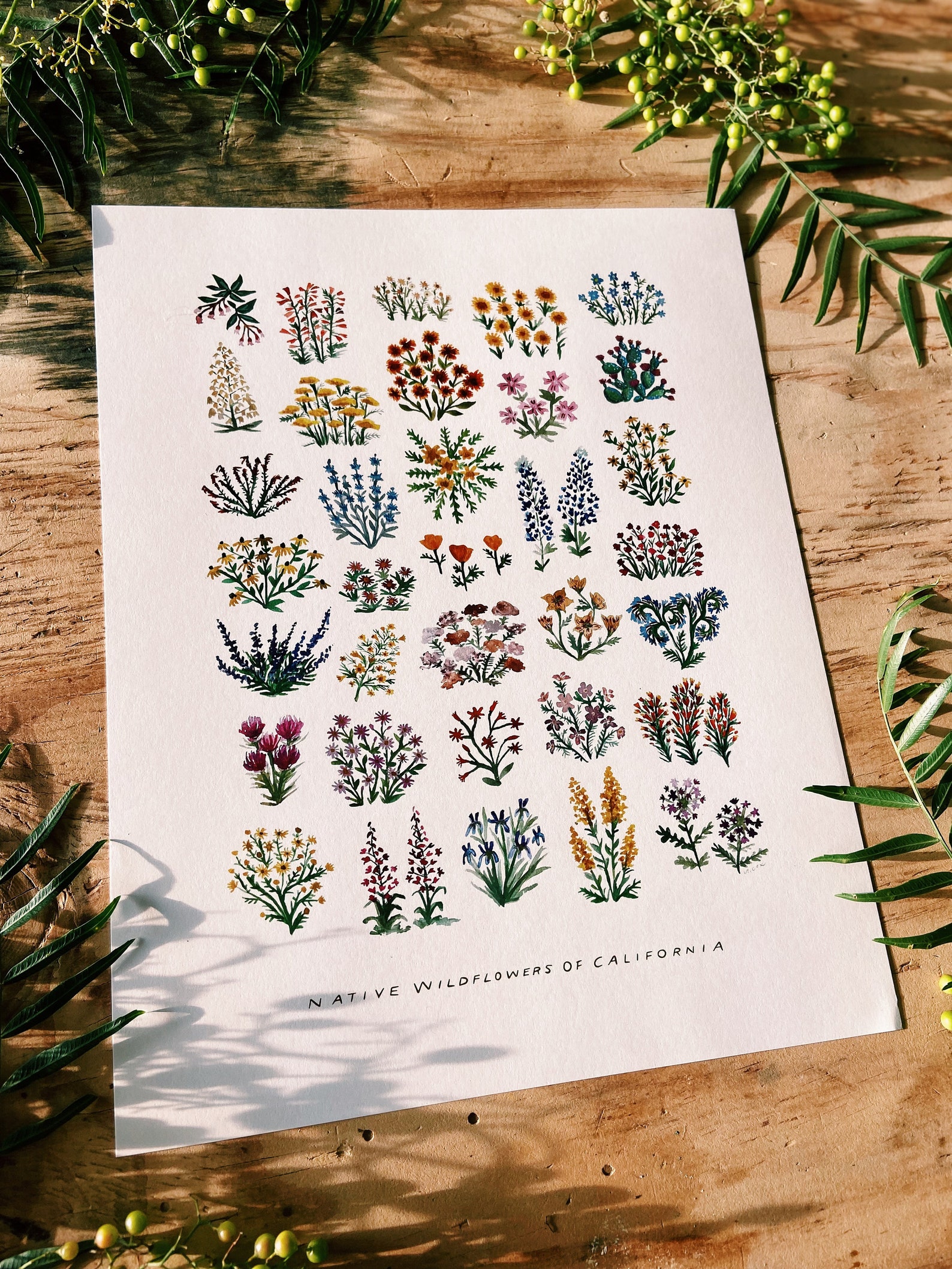 California Native Wildflowers Art Print Painting Wall Decor - Etsy