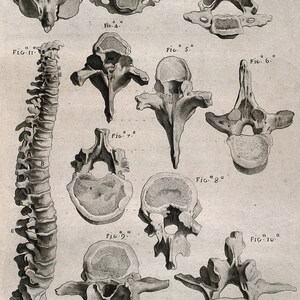Vertebral Column Print, Vertebrae, Anatomy, Science, Science Chart ...