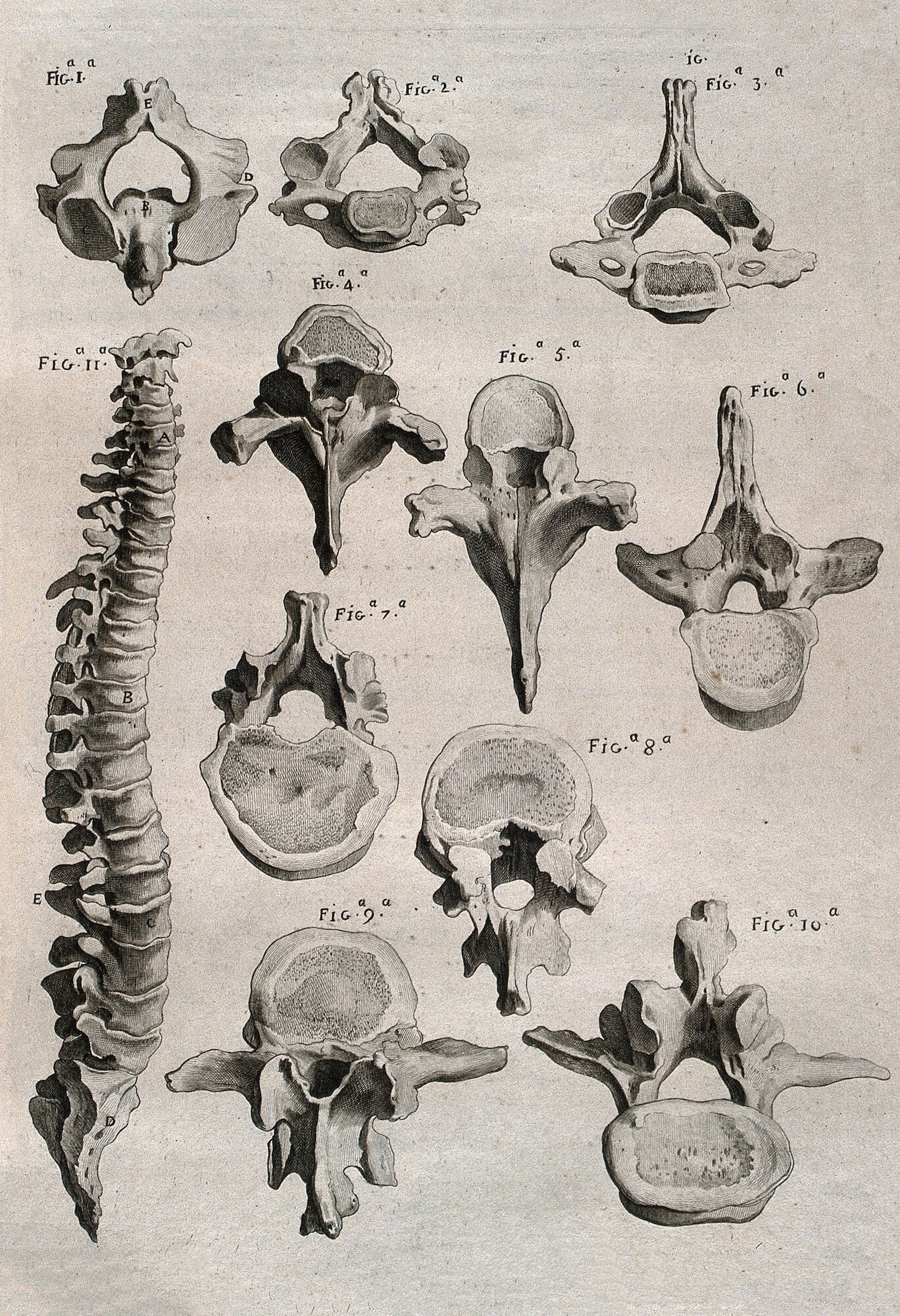 Vertebral Column Print, Vertebrae, Anatomy, Science, Science Chart ...
