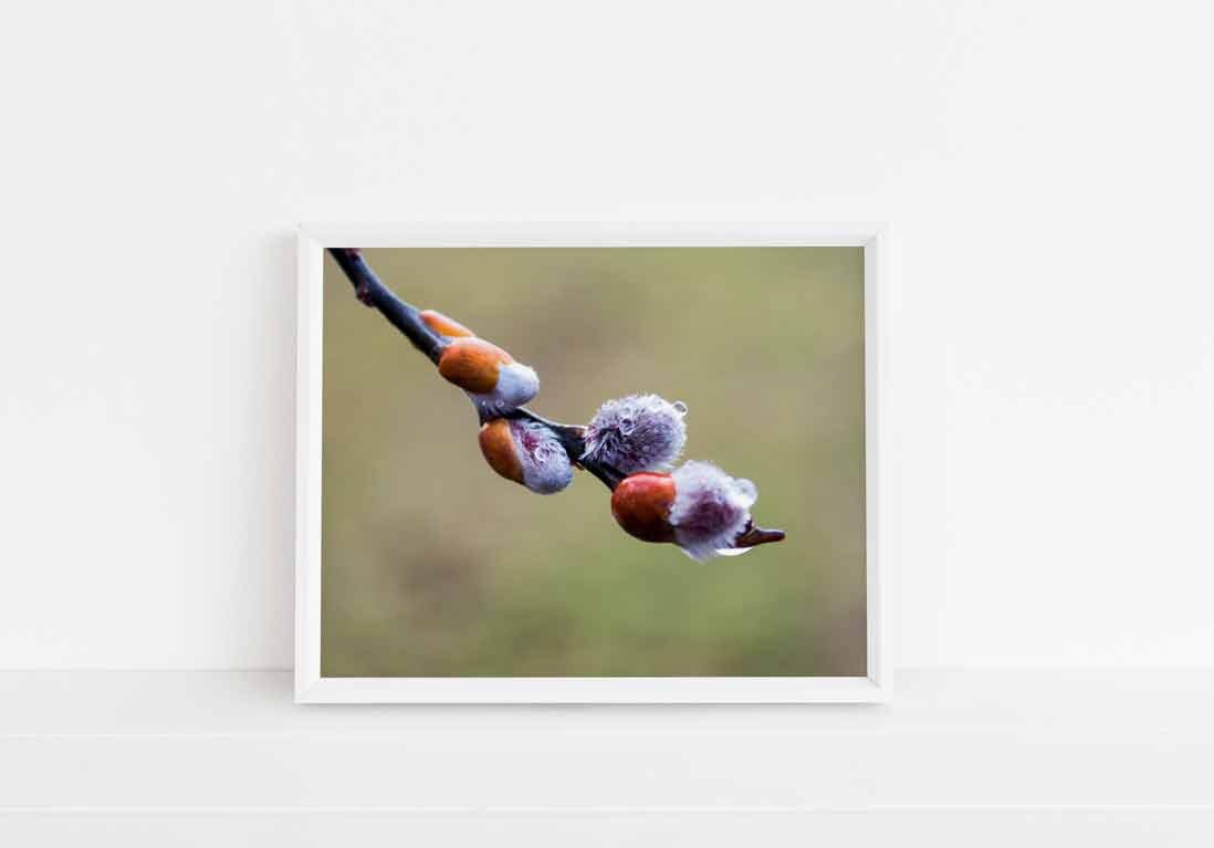 Pussy Willow in Rain Printable Spring Raindrops Nature - Etsy