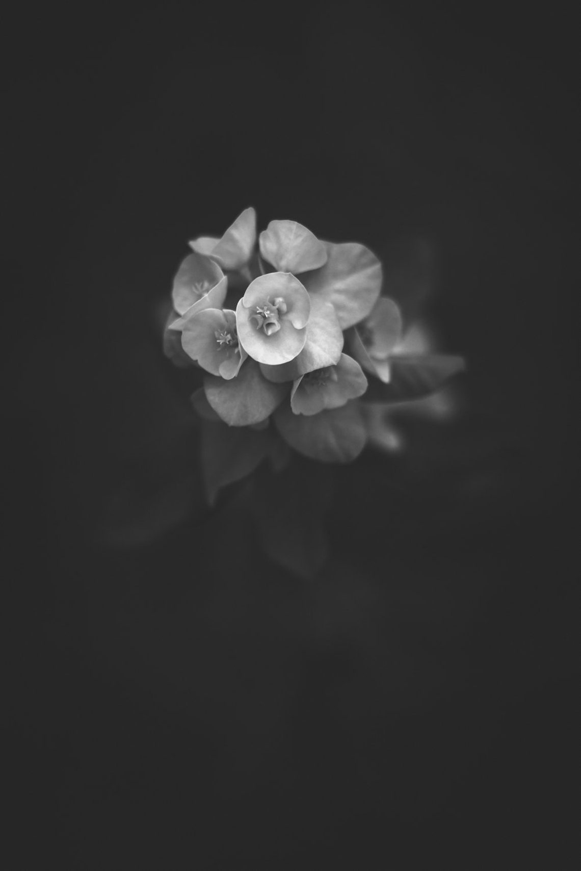 Dramatic Flower Print, Flower Photograph, Cypress Spurge, Farmhouse Art ...