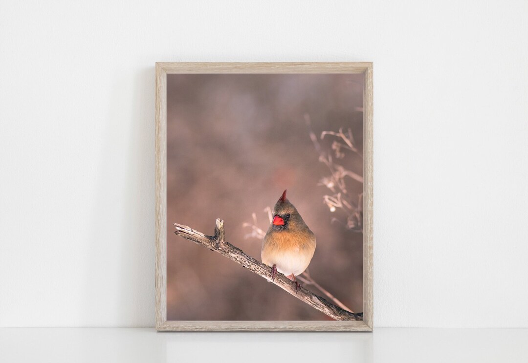 Mama Cardinal Bird, Beautiful Original Art, Fine Art, Nature Print ...