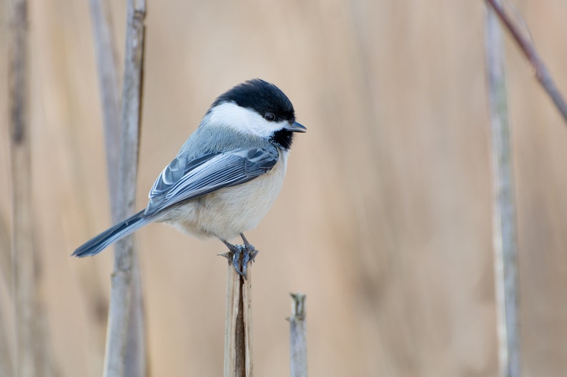 Sweet Little Spring Chickadee Bird on Reed Photograph Digital - Etsy