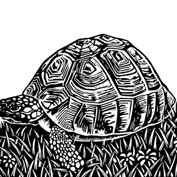 Tortoise Art - Etsy