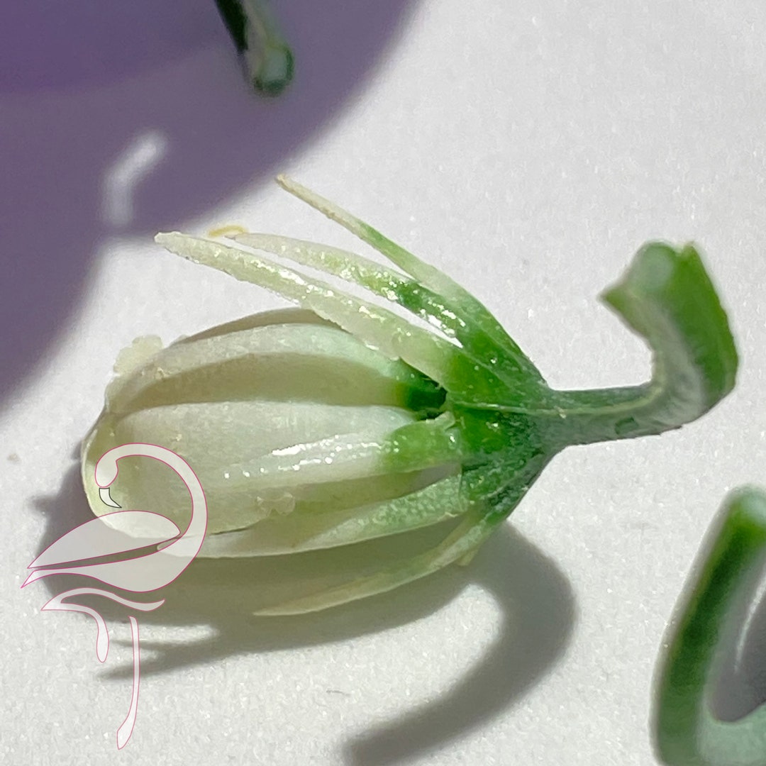 Plastic Buds White 13mm X 5 Pieces - Etsy