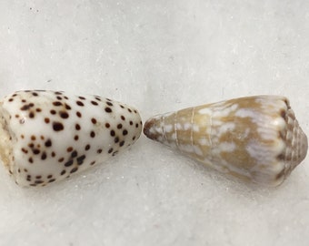 Hawaiian sea shell | Etsy