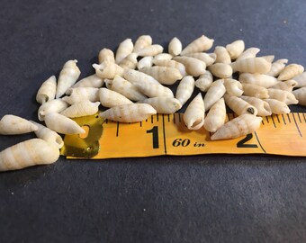 Turret & Auger Shells South Pacific Caribbean Seba Conchology