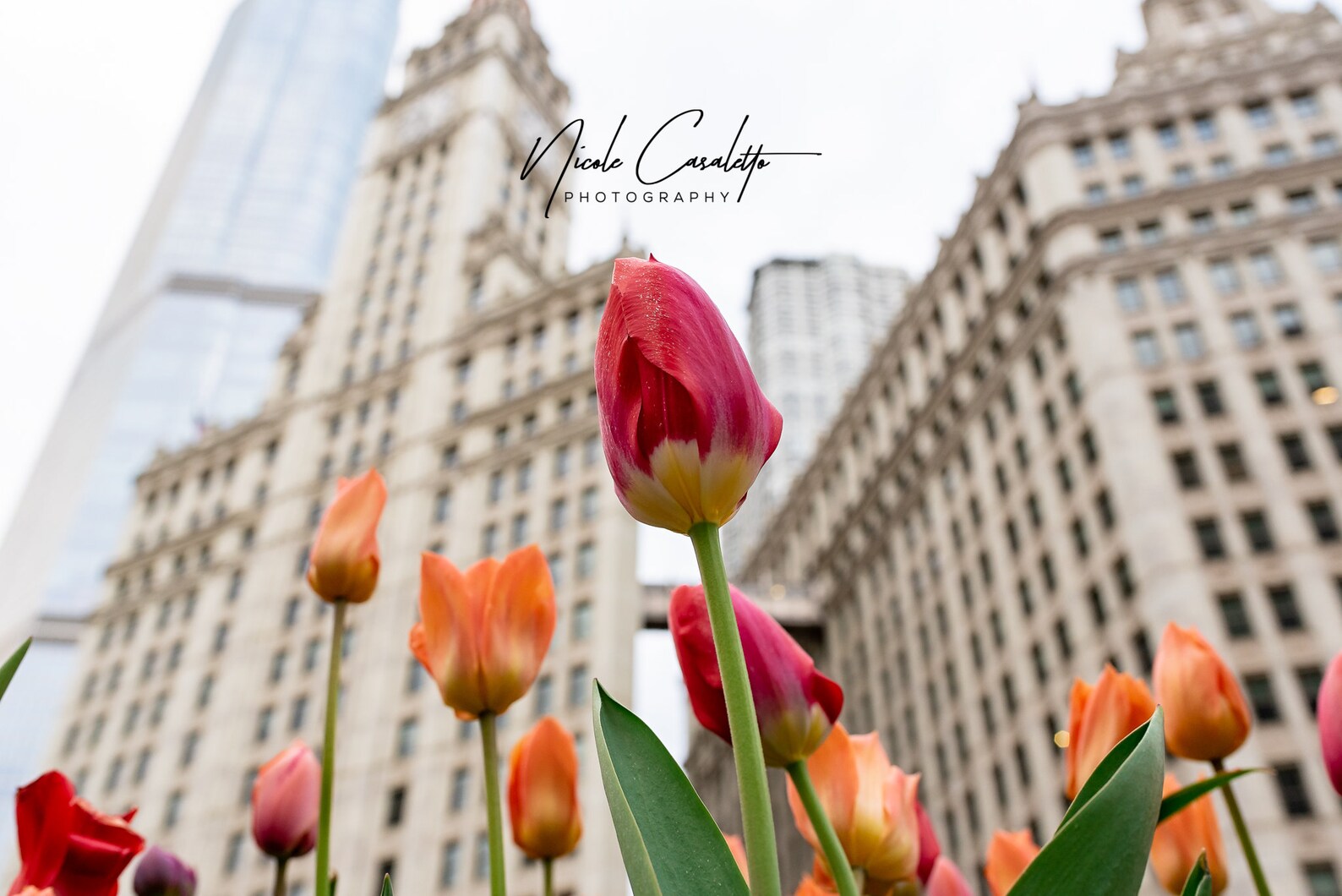 Tulips in Front of the Wrigley Building, Chicago Picture, Chicago Art ...