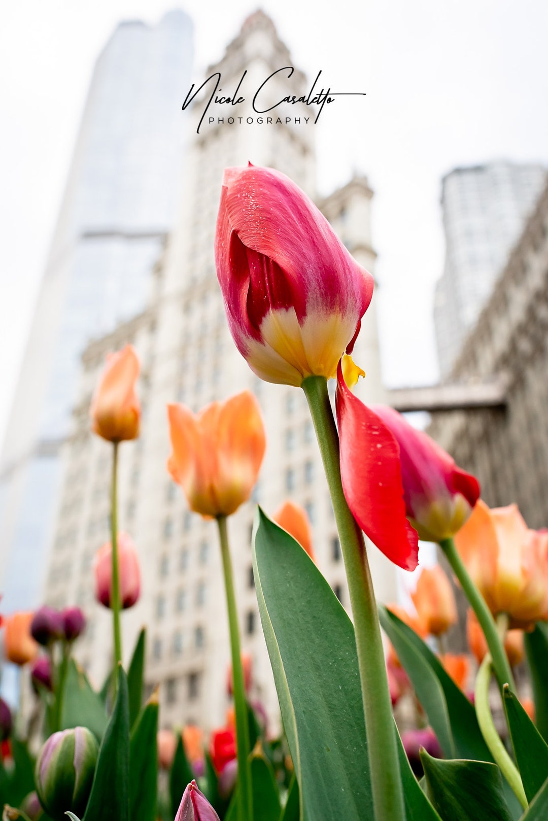 Tulips in Front of the Wrigley Building Chicago Picture - Etsy