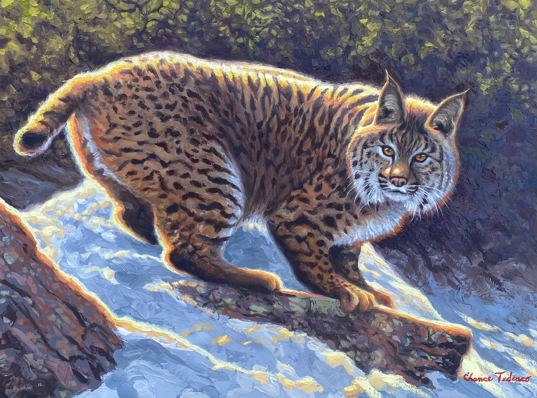 Bobcat Original Oil Painting / Original Wildlife Artwork / Western ...