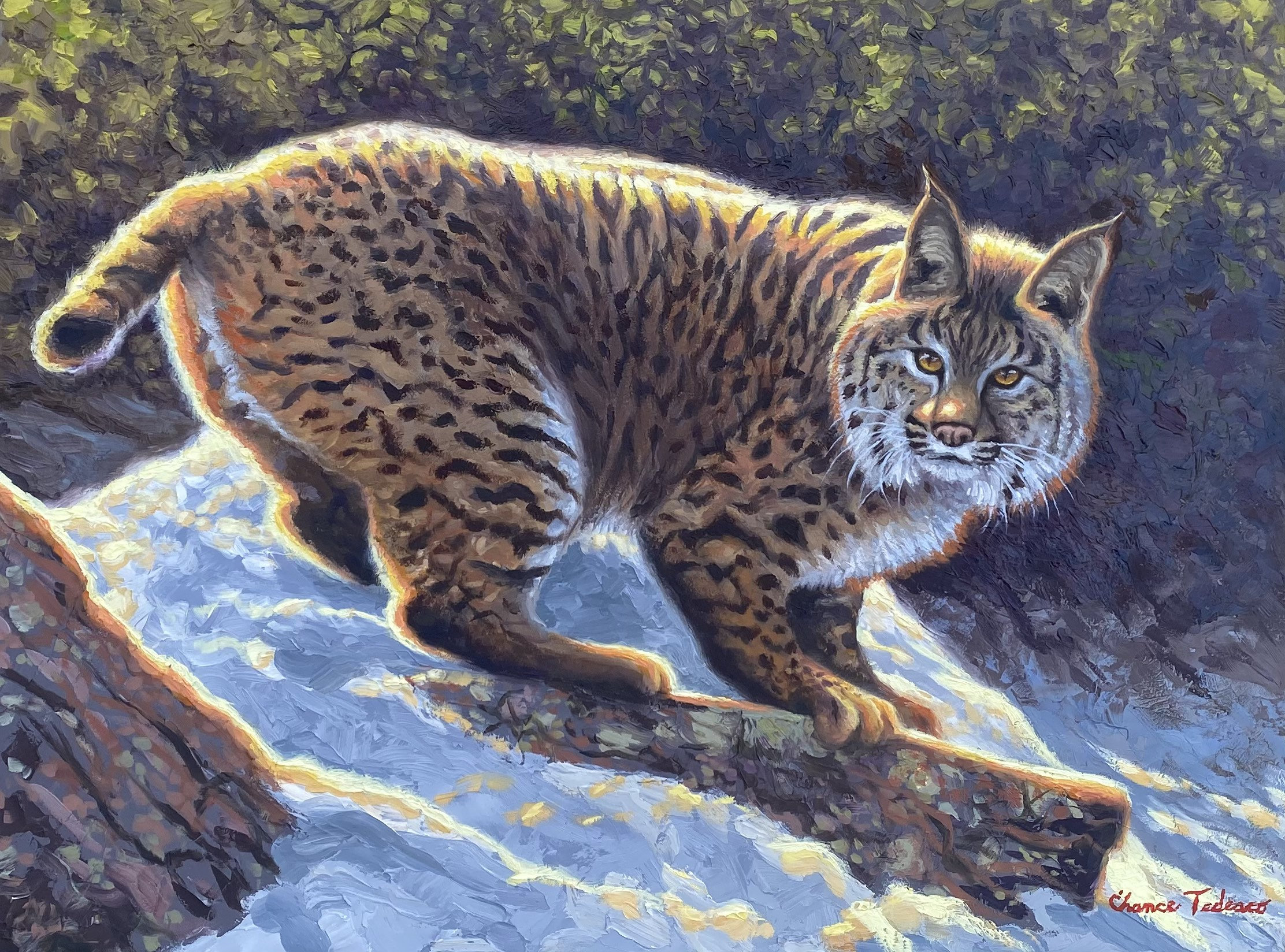 Bobcat Original Oil Painting / Original Wildlife Artwork / Western Wildlife Painting - Etsy