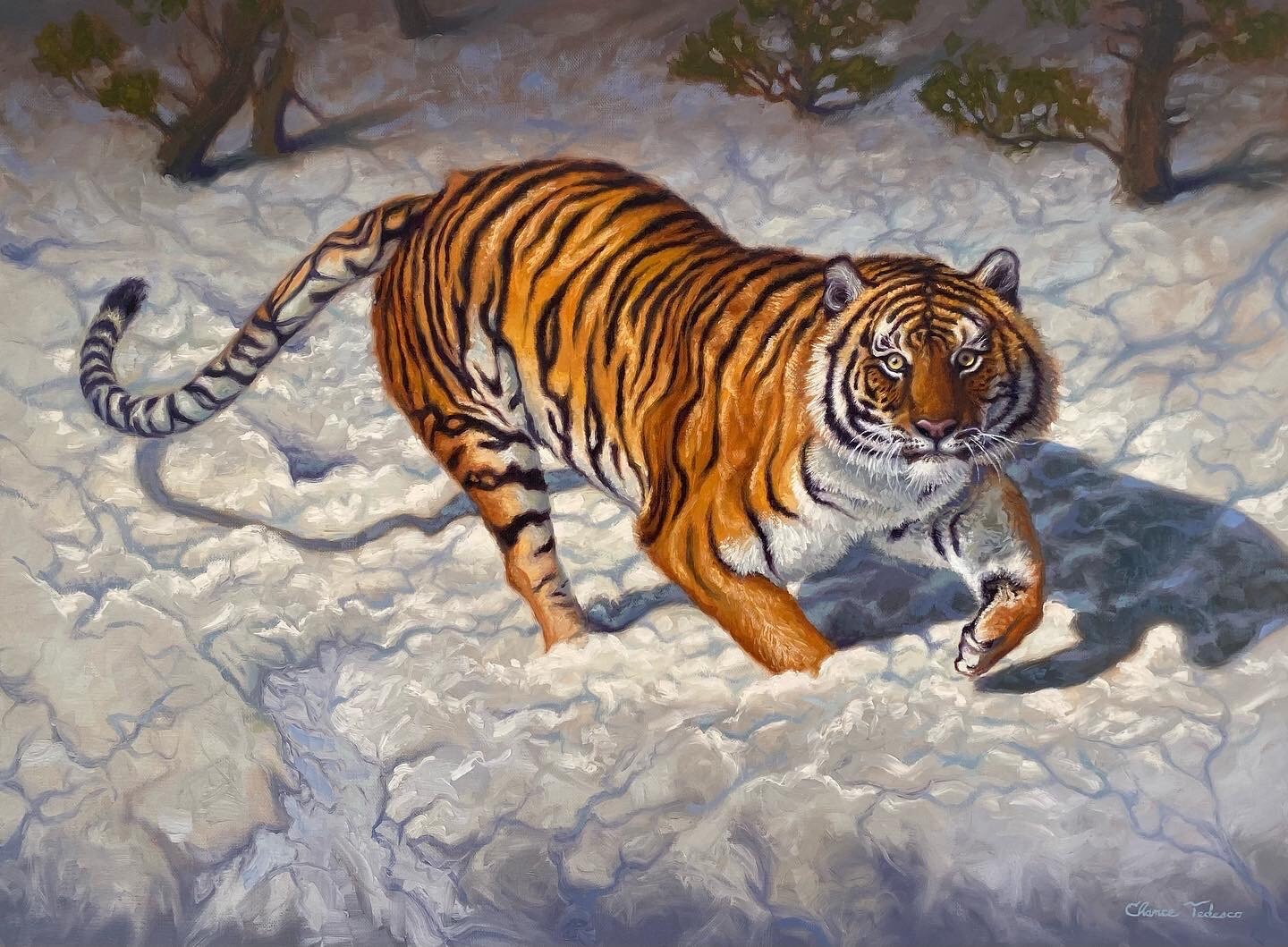 Siberian Tiger Hunting Elk