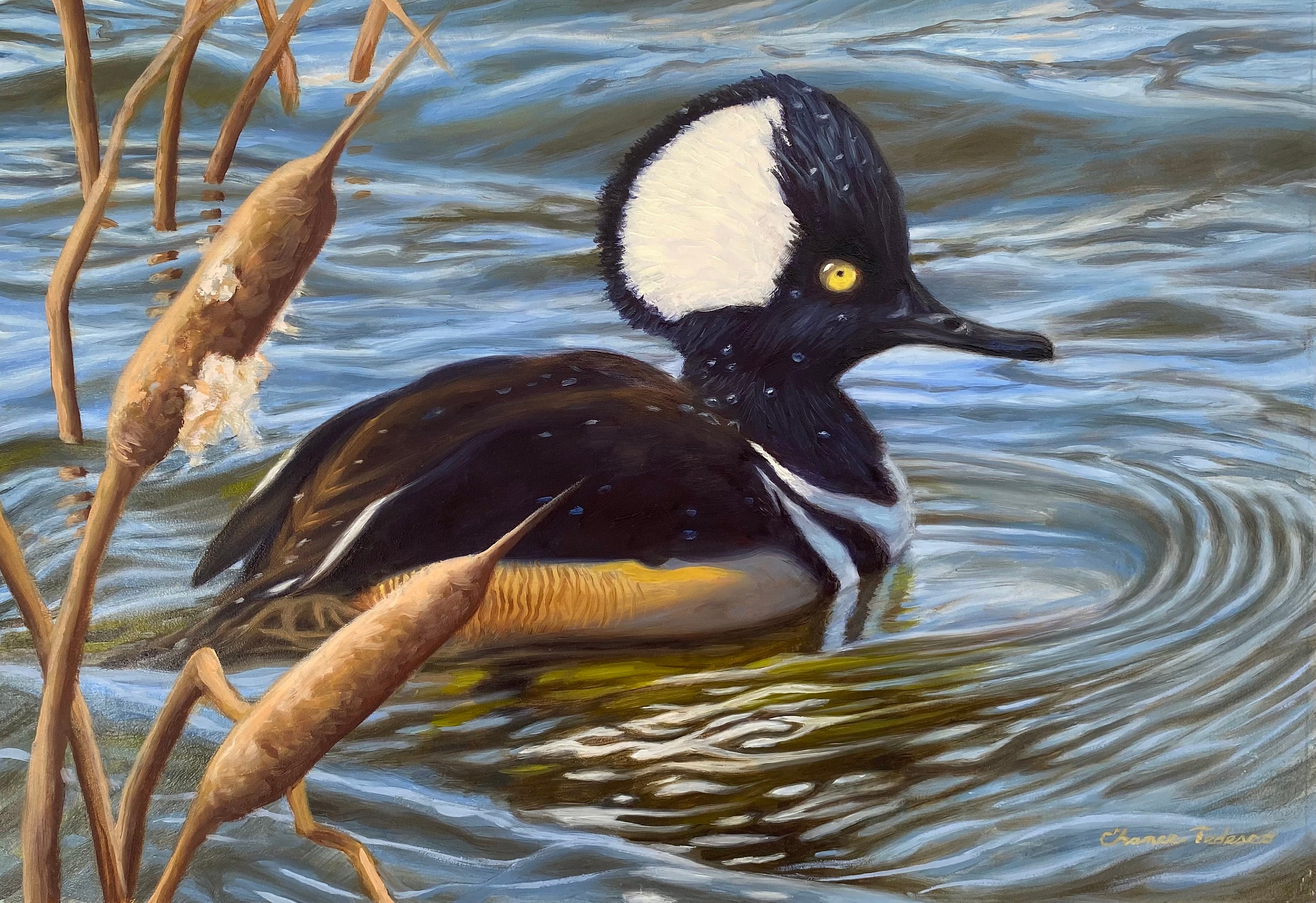 Hooded Merganser Paintings