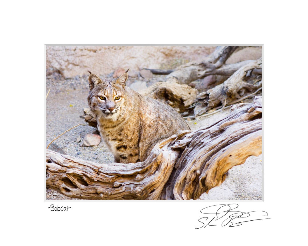 Bobcat-color Wildlife Photograph Cat Lover Gift Unique Picture ...