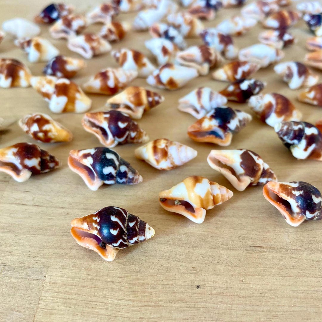 Nassa Shells of the Tropics - Etsy