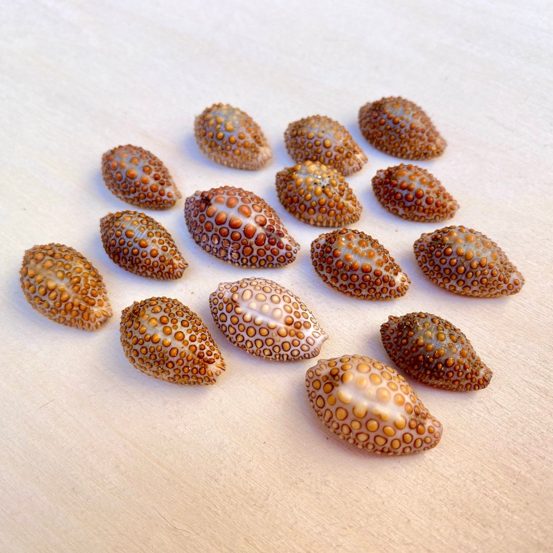 Polka Dot Shells - Set of 2 - Etsy