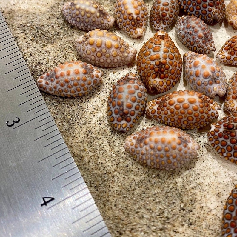 Small Seashell Set Jenner's Cowry pustulated Cowry or Jenneria ...