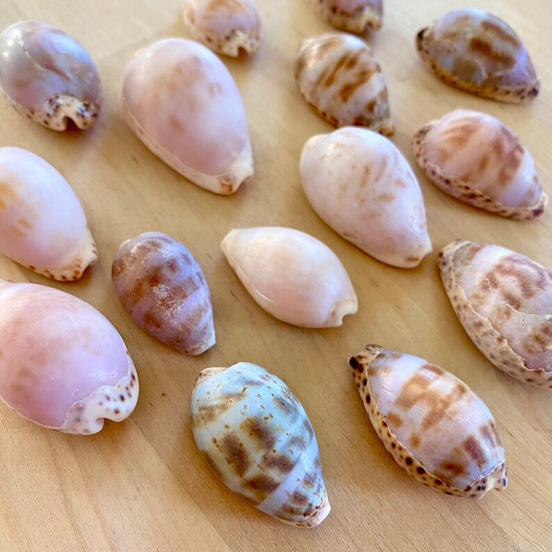 Easter Egg Shells - Cowrie / Cowry Seashells - Etsy