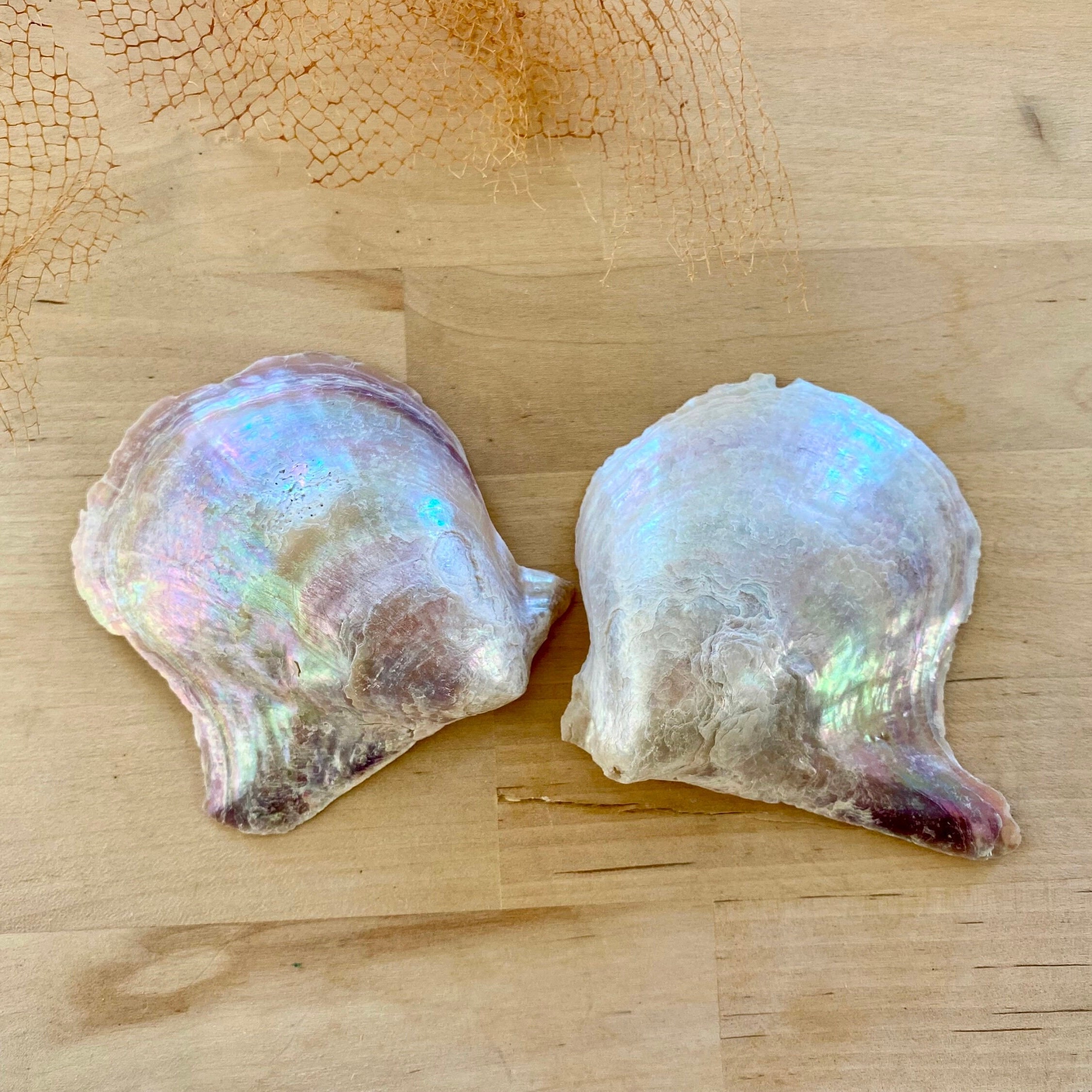 Polished Mother of Pearl Shell - Etsy