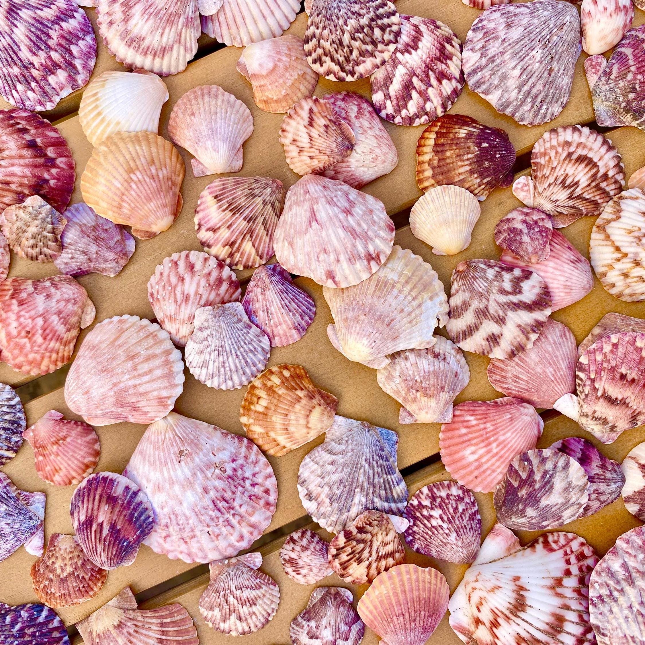 Calico Scallops - 10 Colorful Seashells - Etsy
