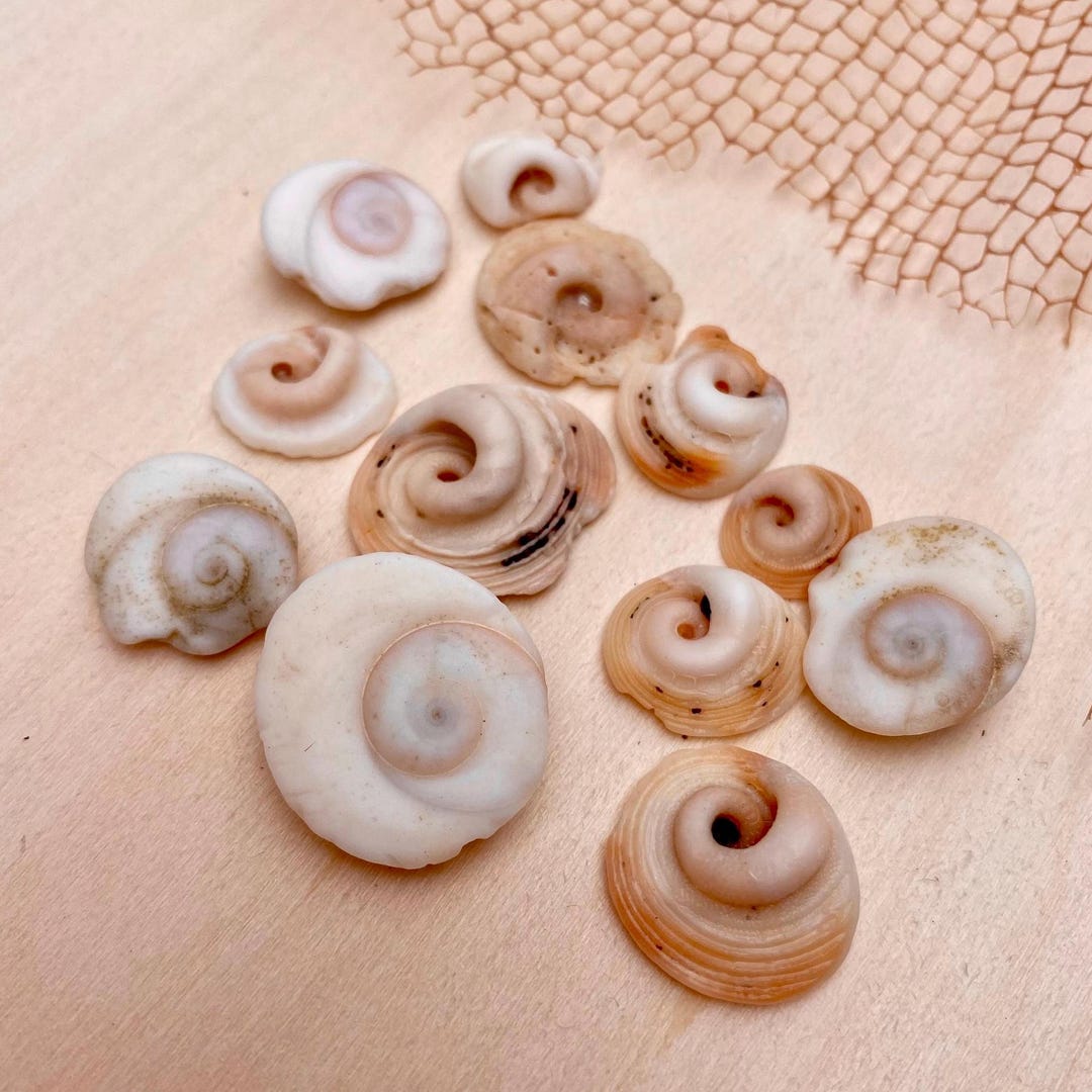 Spiral Operculums Set of 3 - Etsy