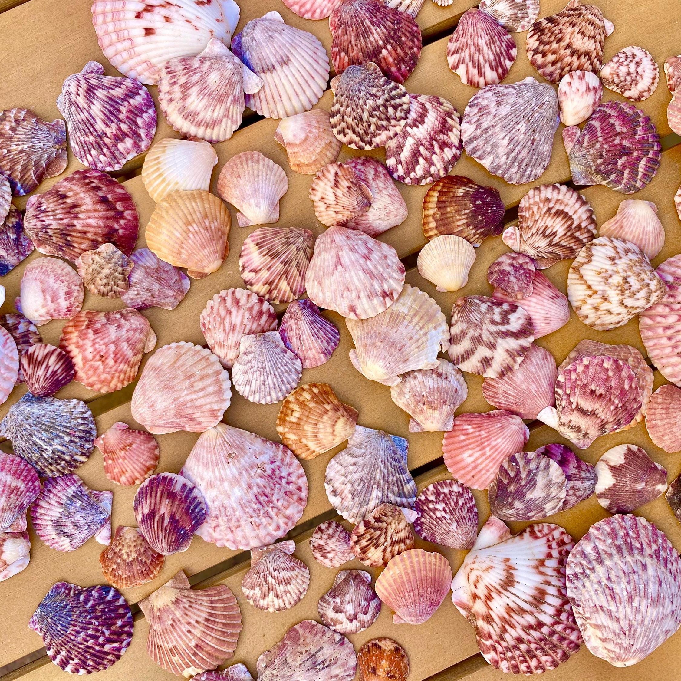 Calico Scallops - 10 Colorful Seashells - Etsy