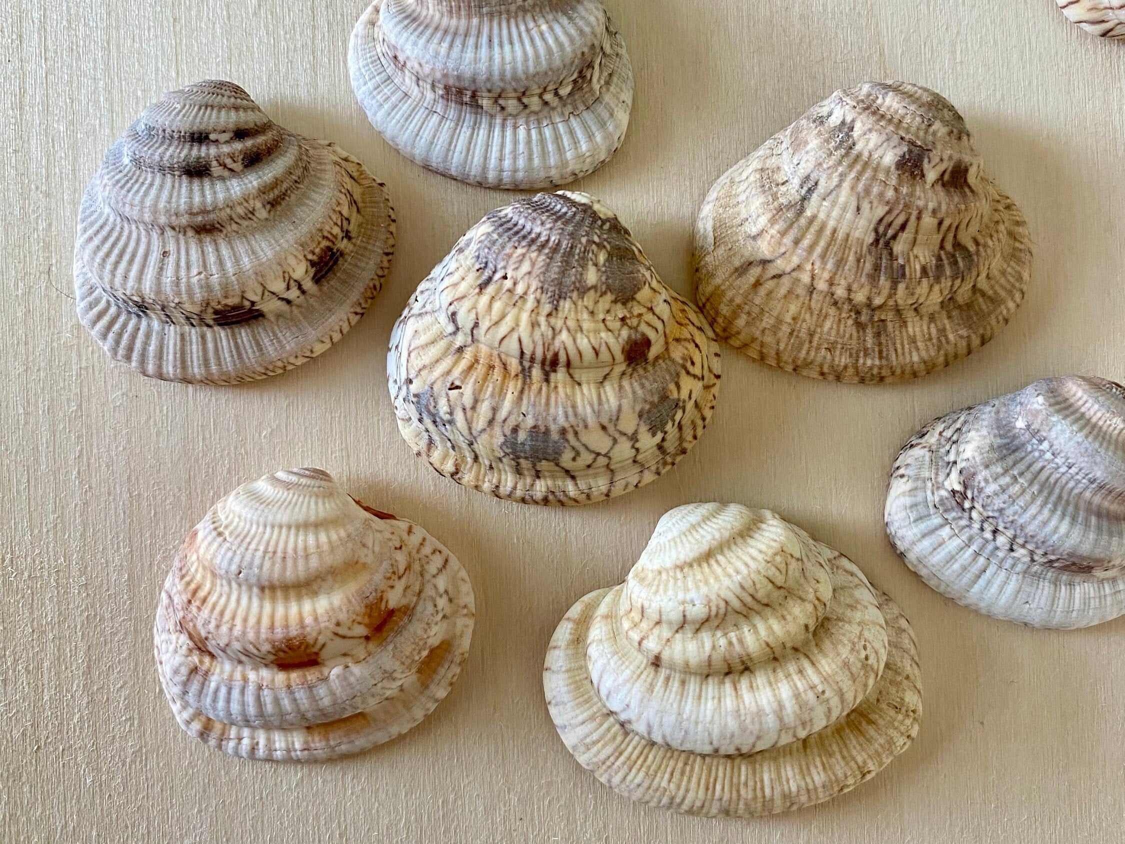 Seashells Assortment of 5 - Etsy