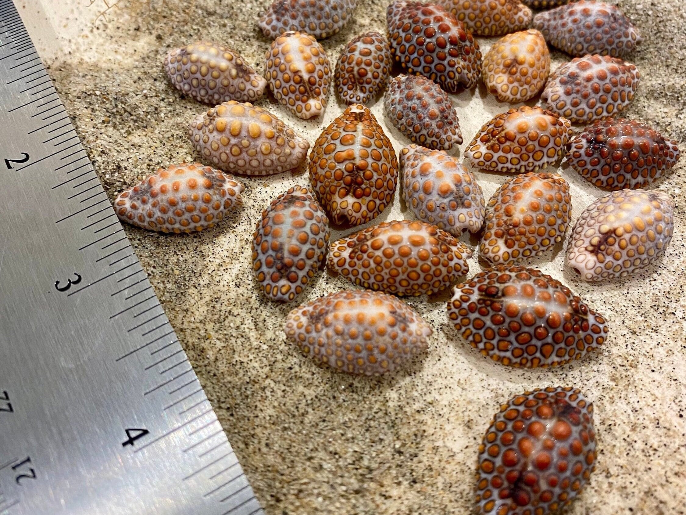 Assortment of 2 Small Seashells Jenner's Cowry pustulated Cowry or ...