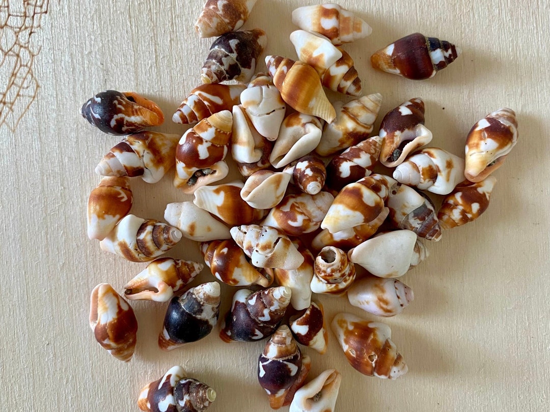 Nassa Shells of the Tropics - Etsy