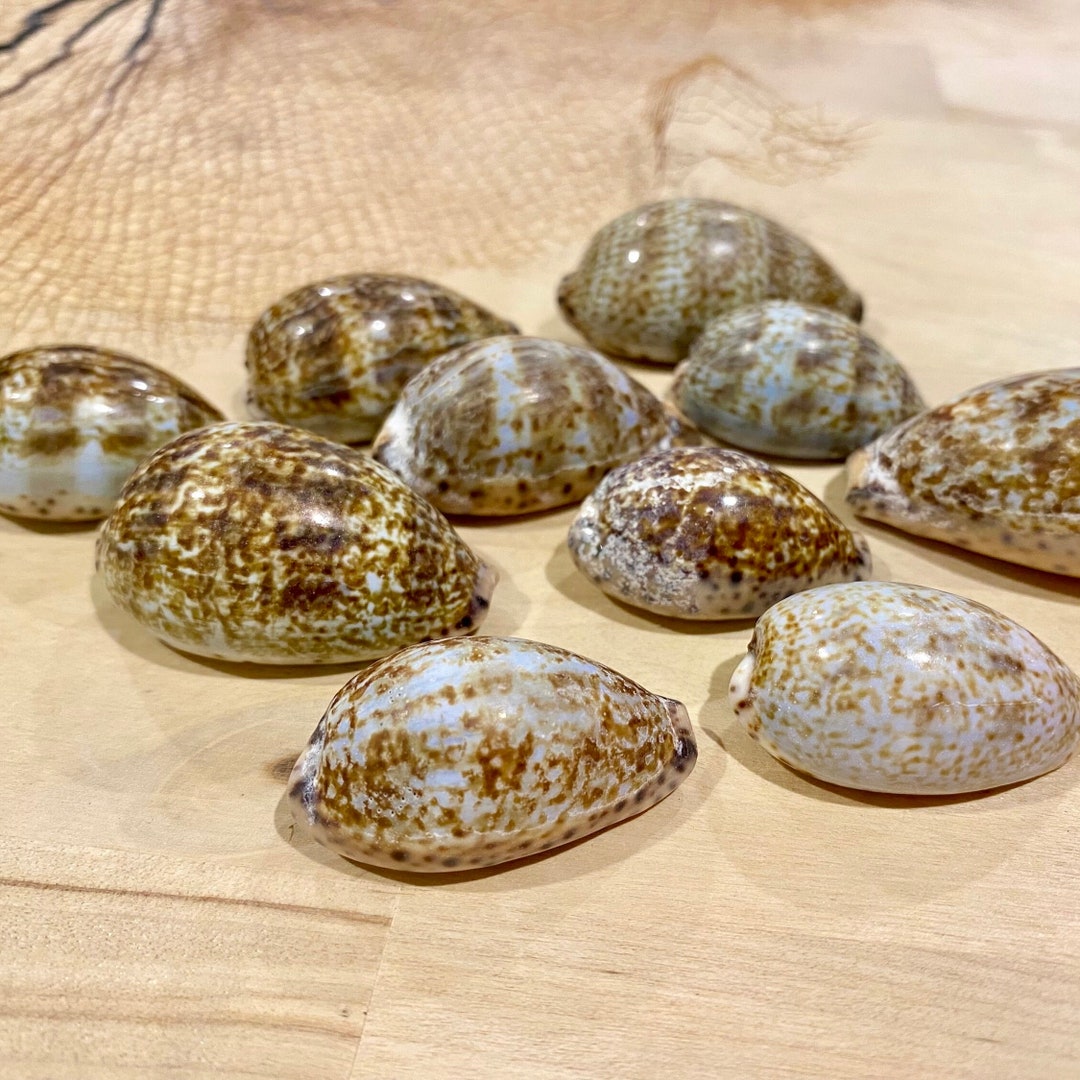 Blue / Brown Shells - Cowrie / Cowry Sea Shells - Etsy