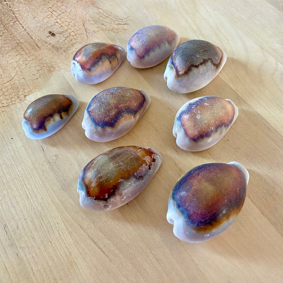 Chestnut Cowrie Shells / Cowry Shells - Etsy