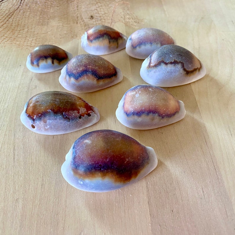 Chestnut Cowrie Shells / Cowry Shells - Etsy