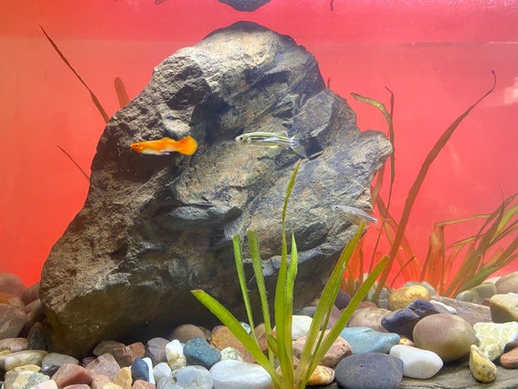 Fish Tank Decorations Rocks