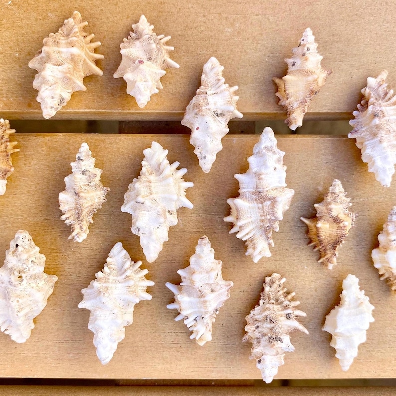 Chicoreus Rachelcarsonae Petuch Shell - 3 Seashells - Etsy