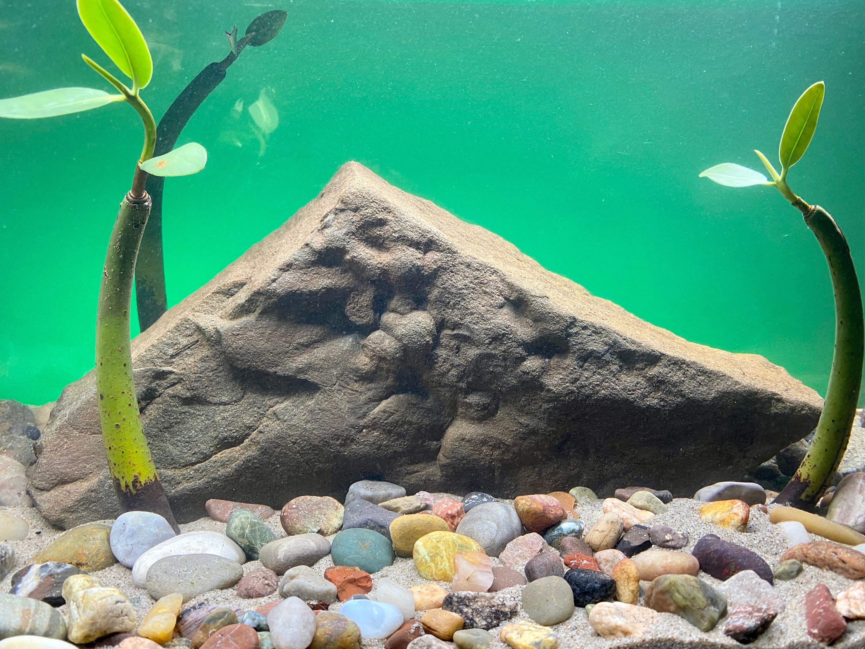 Large Aquarium Rock Natural Stone Decor for Aquascaping Hardscaping - Etsy