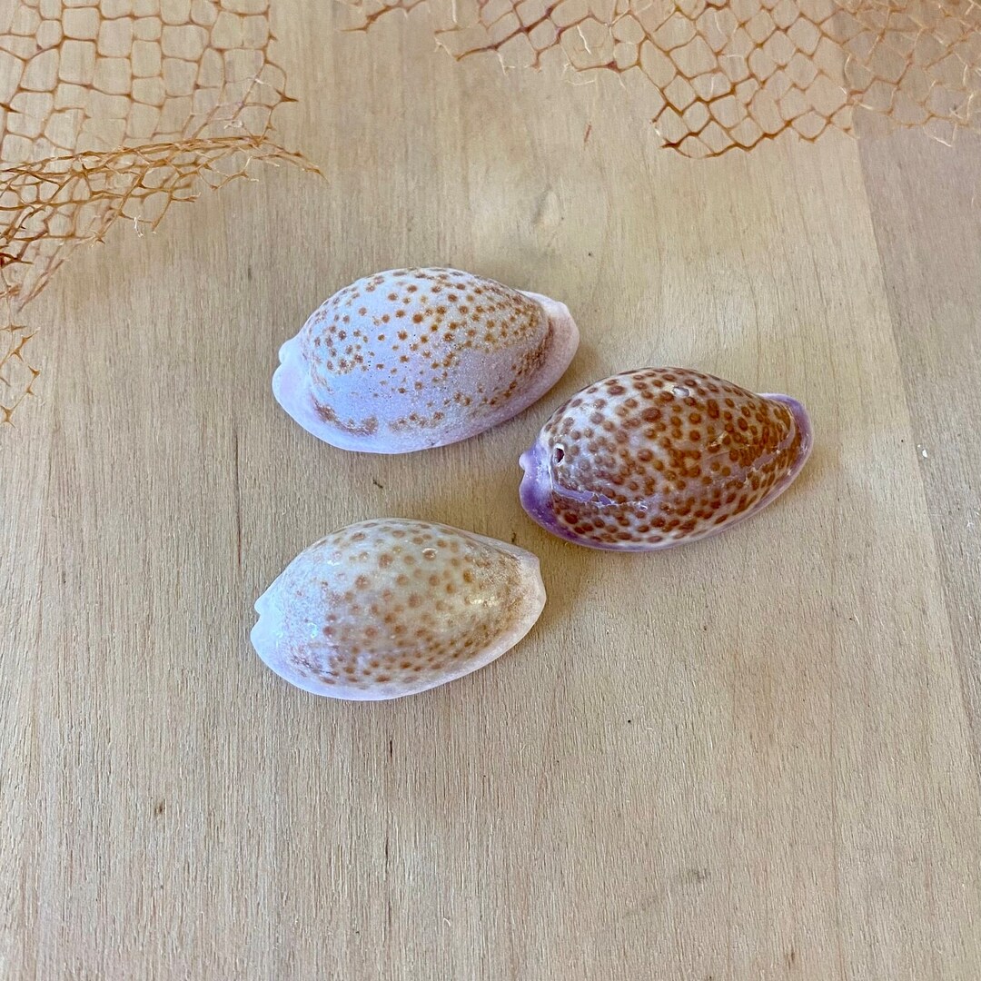 Small Purple / Pink Polka Dot Shell - Cowrie / Cowry Sea Shells - Etsy