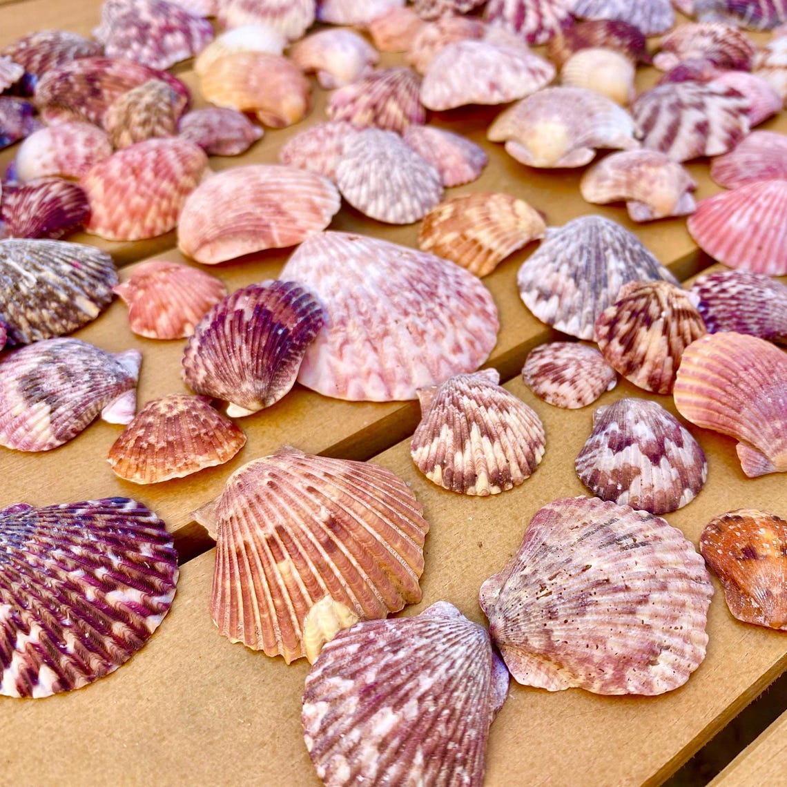 Calico Scallops - 10 Colorful Seashells - Etsy