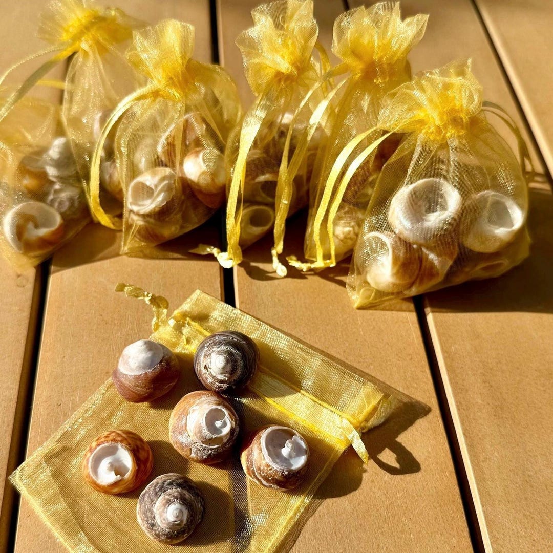Gold Sea Shells - Turban Shells - Jewelry Making & Crafting Supplies - Etsy