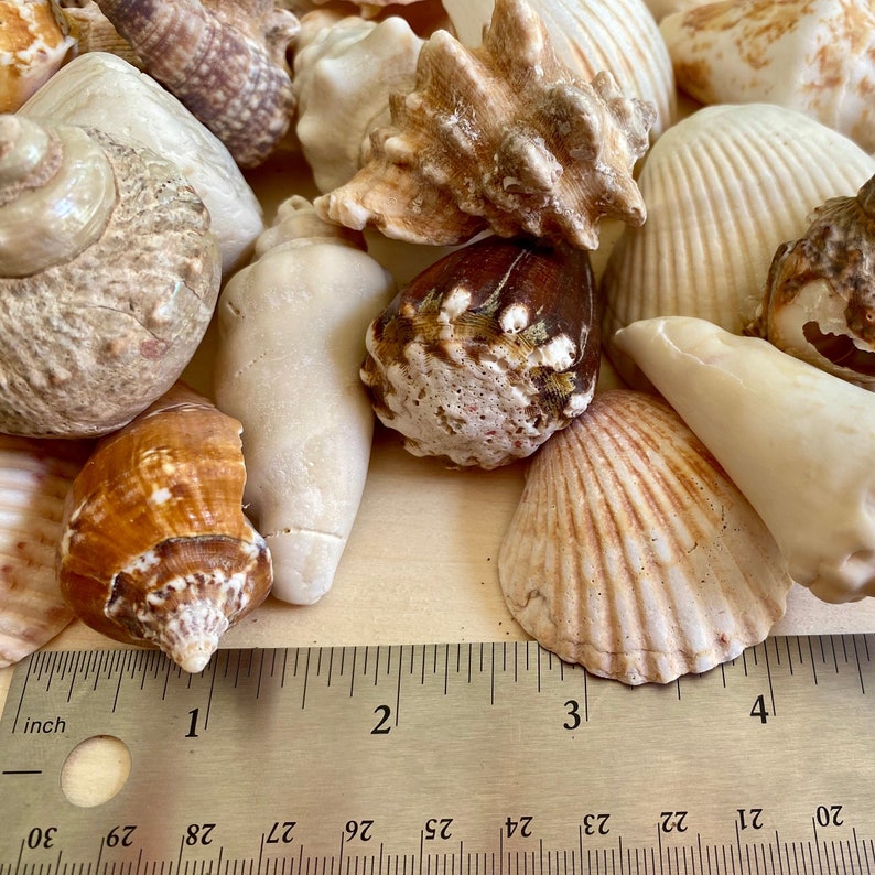 Seashells - 2lb Large Mixed Natural Shells - Etsy