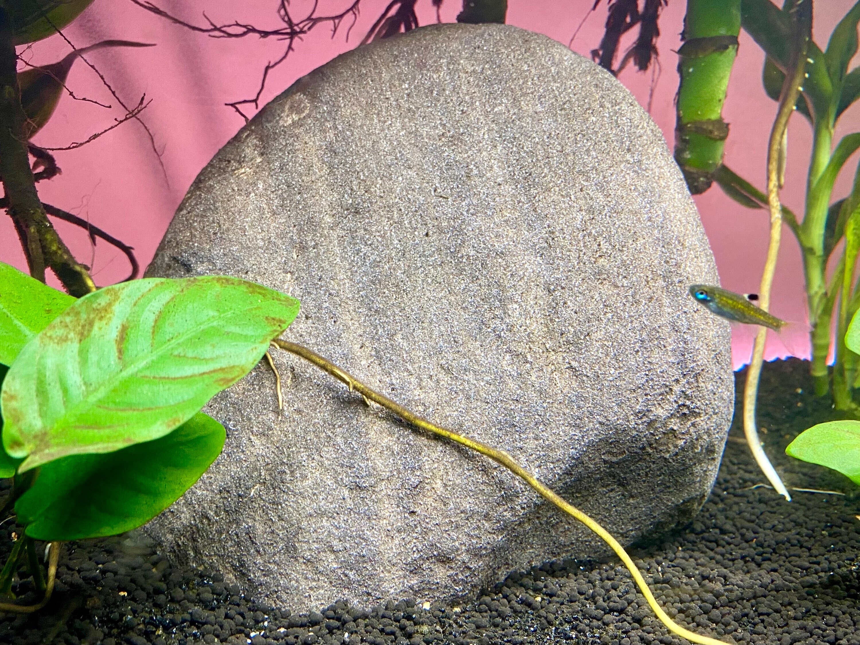 Large Aquarium Rock - Etsy