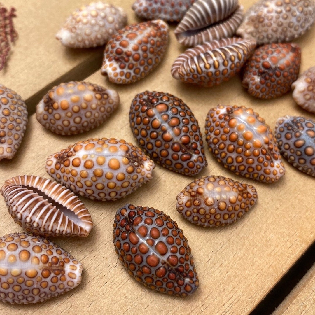 Small Seashell Set Jenner's Cowry pustulated Cowry or Jenneria ...