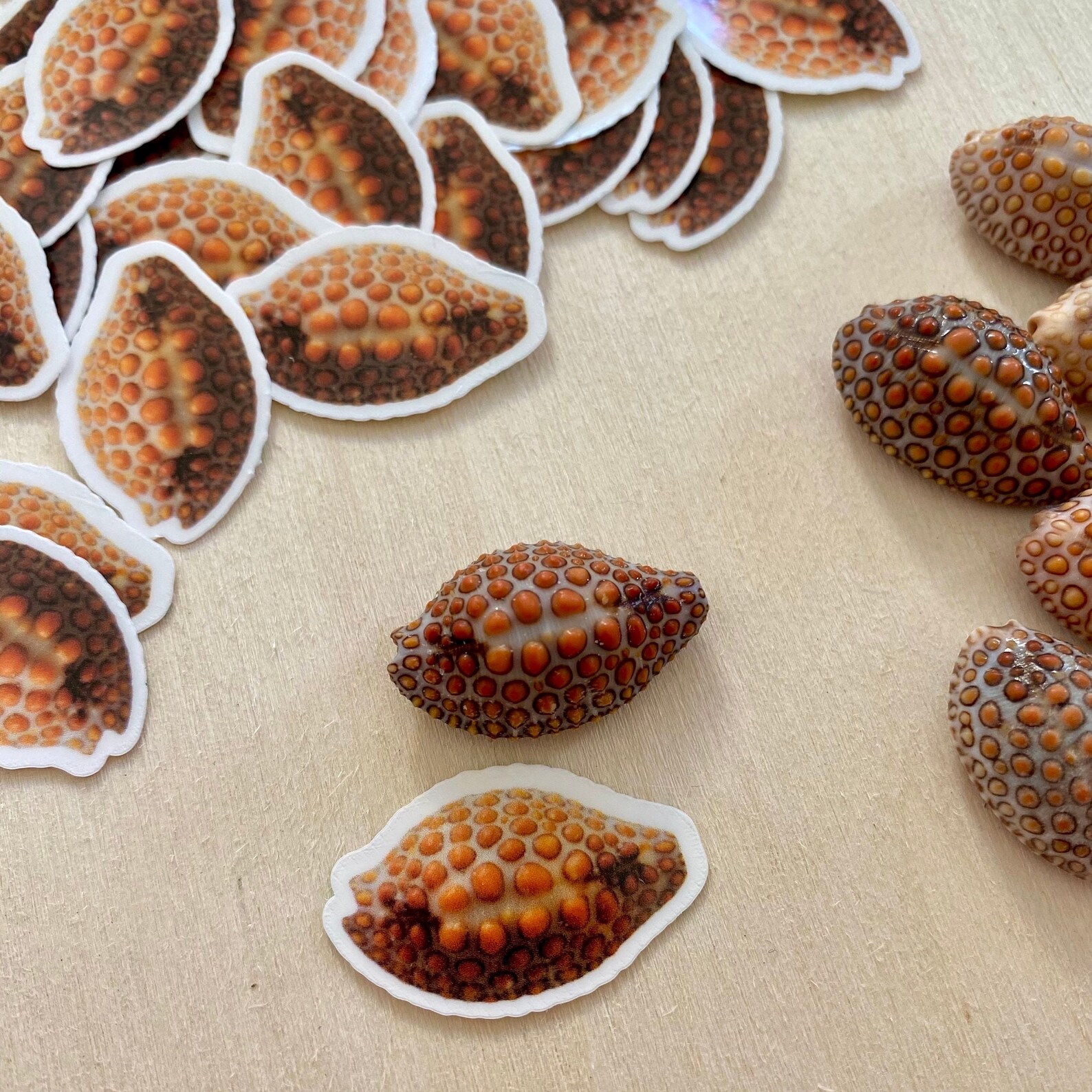 Small Seashell Set Jenner's Cowry pustulated Cowry or Jenneria ...