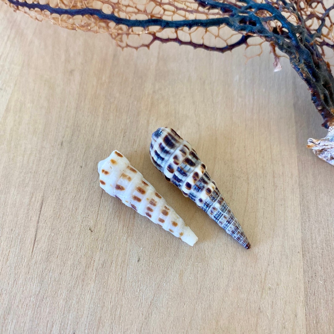 Robust Auger, Terebra Robusta Shells - Set of 2 - Etsy