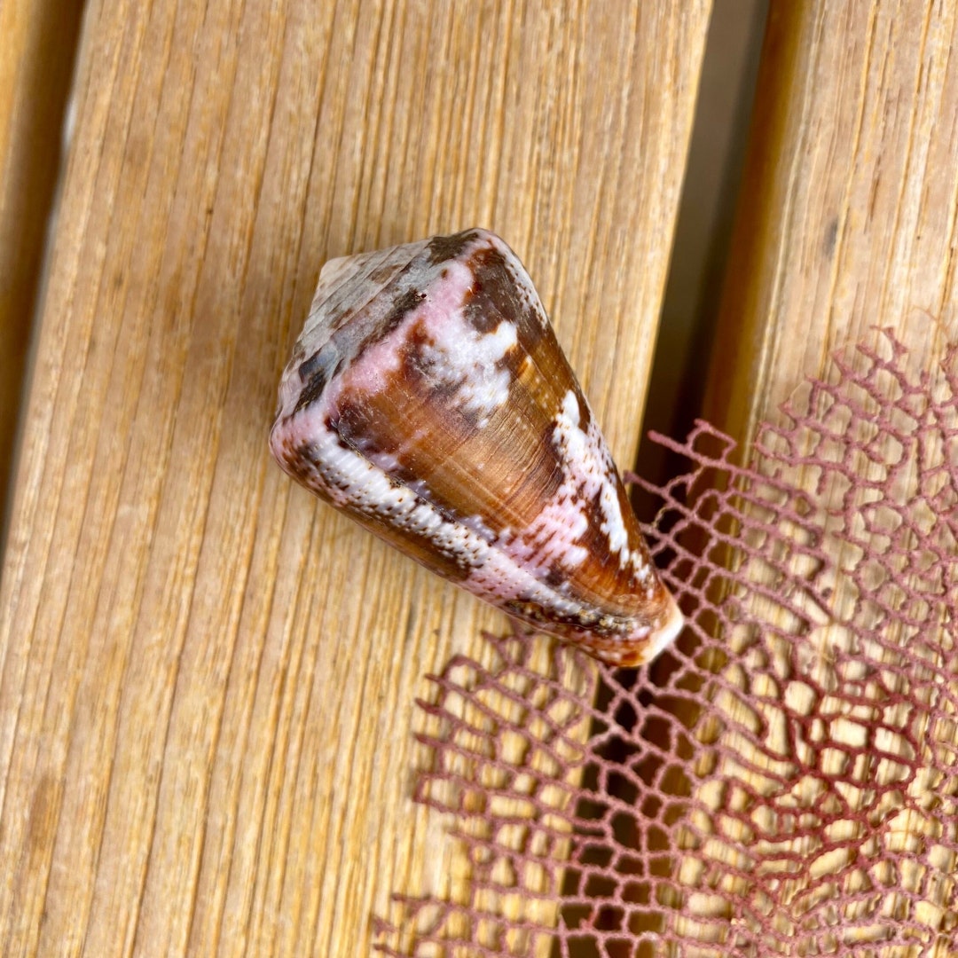 Purple Cone Shell, Conus Purpurascens - Etsy