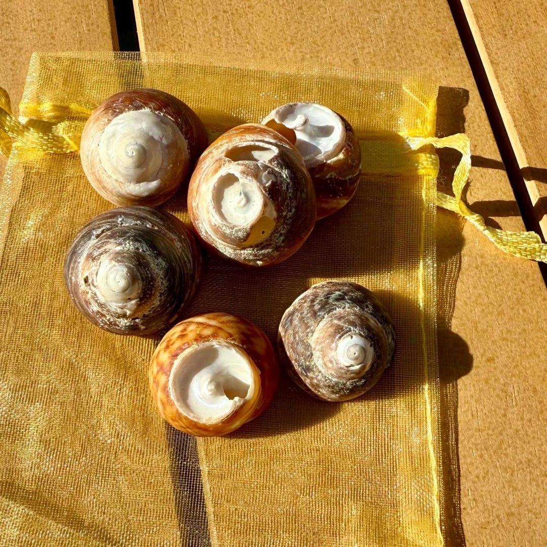 Jewelry Making and Crafting Shells - Tegula Funebralis / Gold Turban ...