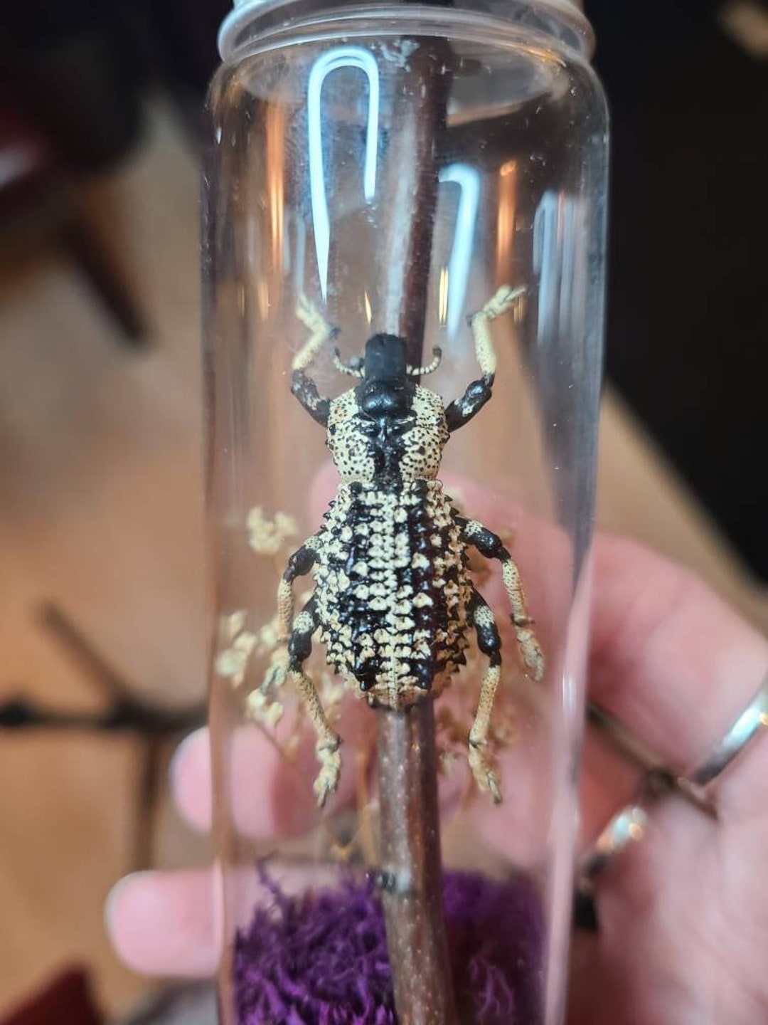 Spiny Weevil in Glass Jar Display With Baby's Breath and Moss - Etsy